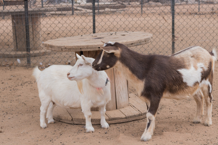 Comparing Milk from Different Dairy Goat Breeds - Goat Journal